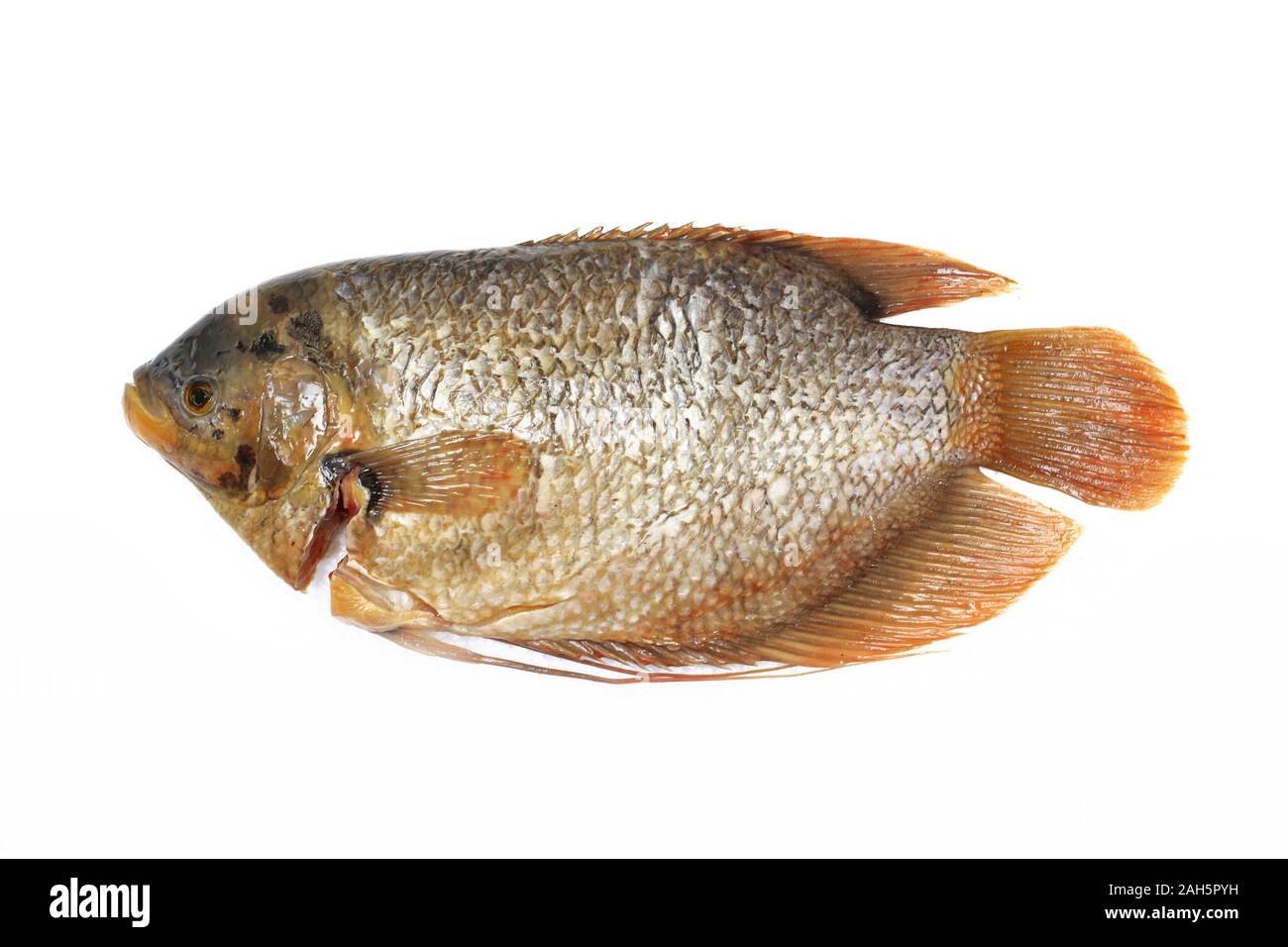 Giant fish tank Cut Out Stock Images & Pictures - Alamy
