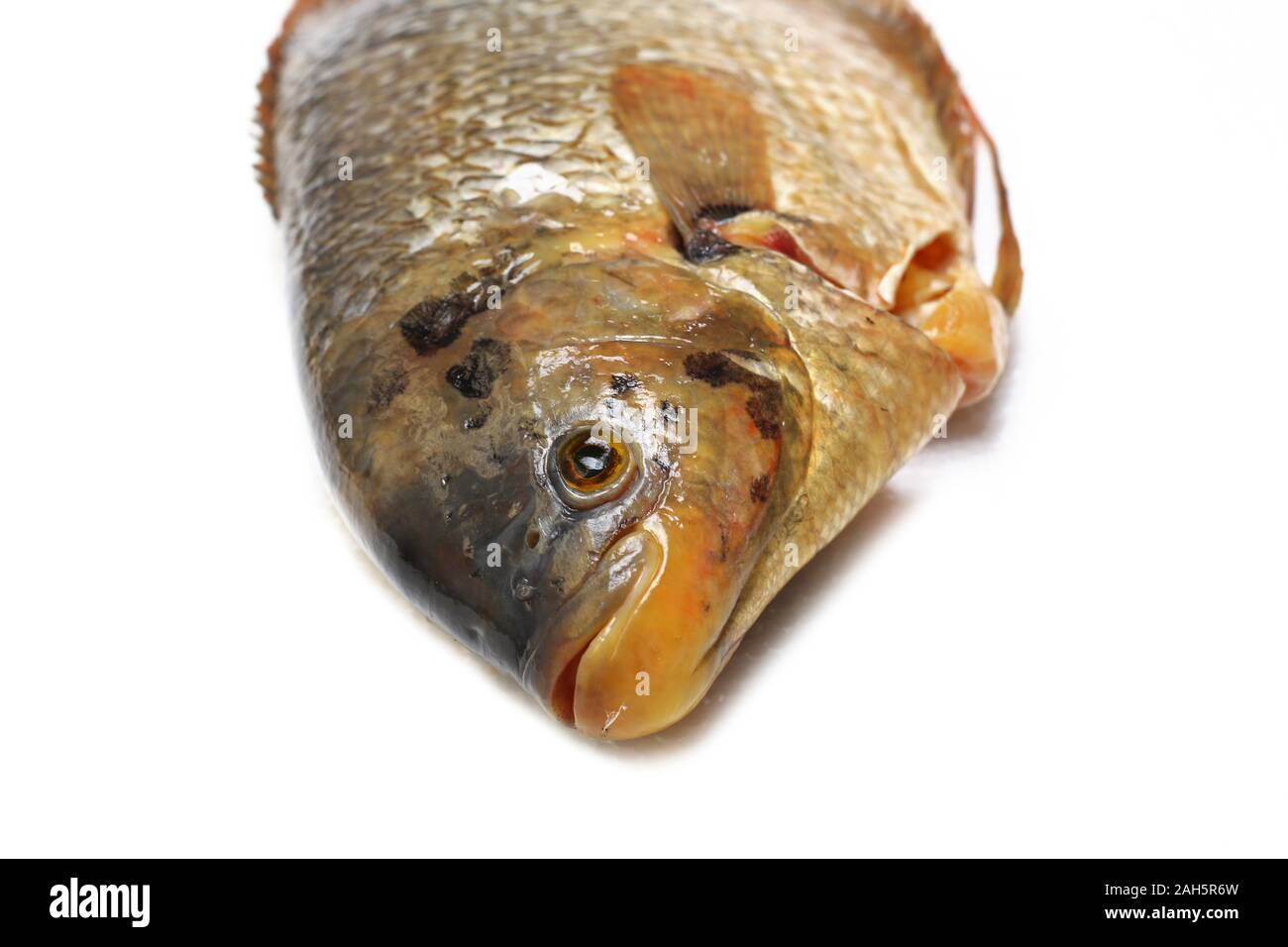 Fresh raw fish or Giant Gourami (Osphronemus goramy) isolated on white ...