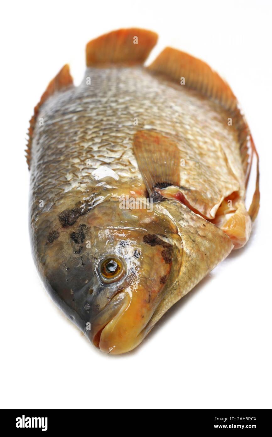Fresh raw fish or Giant Gourami (Osphronemus goramy) isolated on white ...