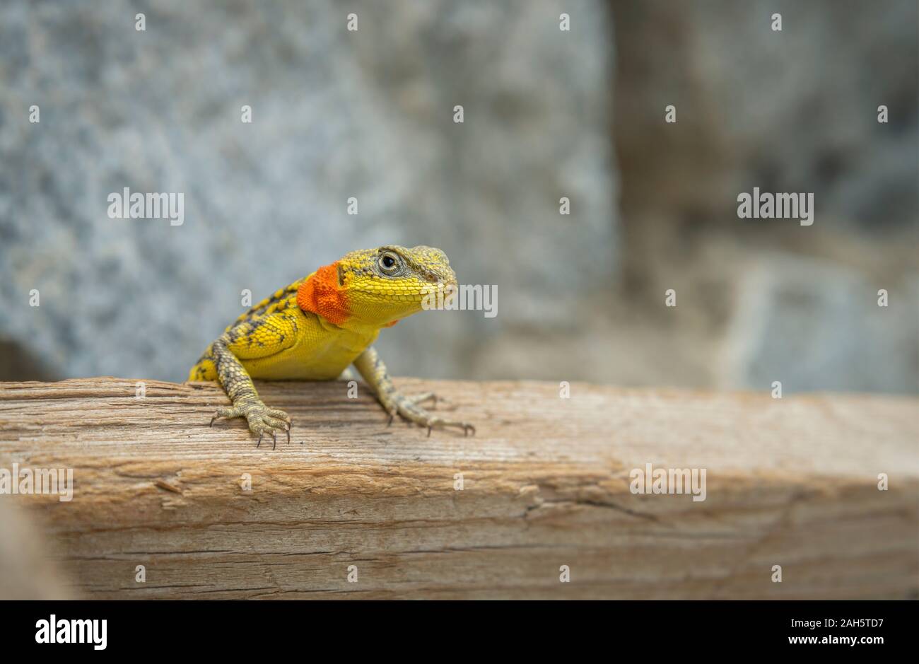Himalayan Agama (Paralaudakia Himalayana) seen near Leh city outside ...