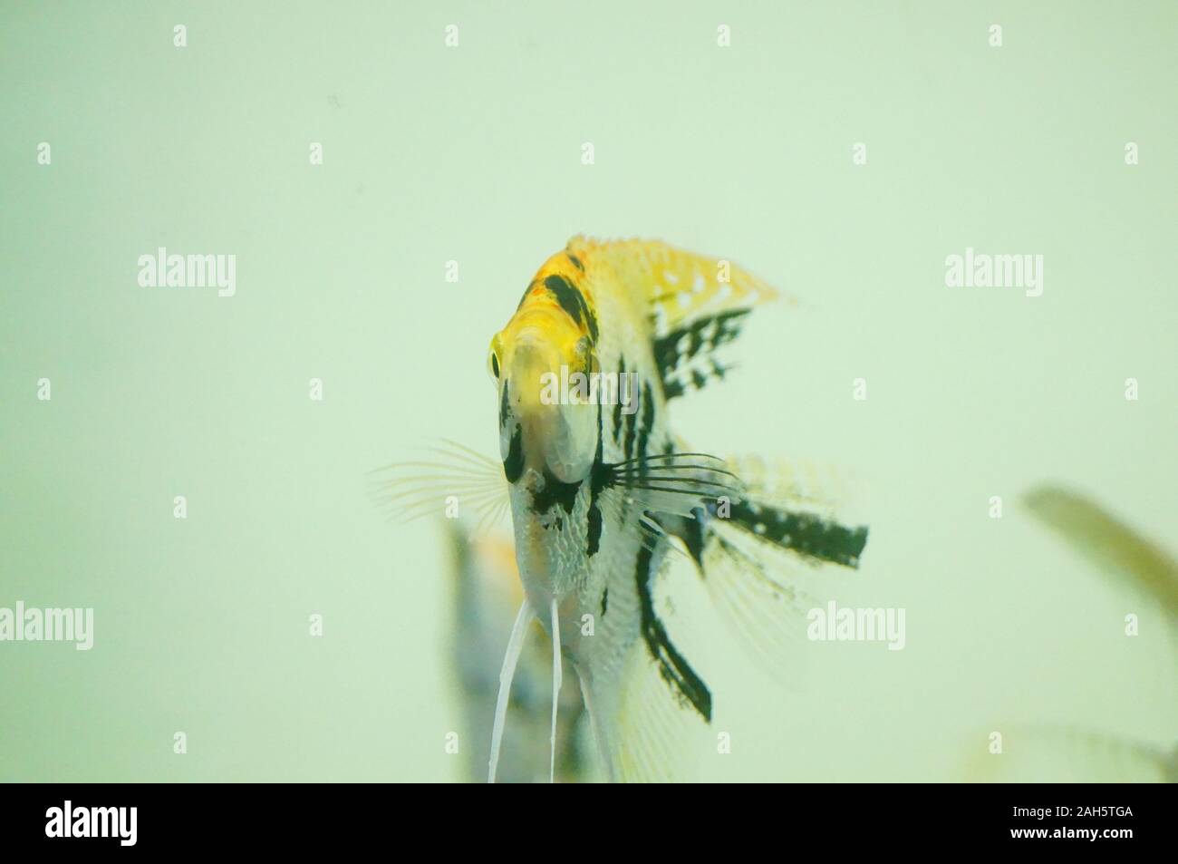 The ornamental fish swim in the aquarium pool, very lovely appearance ...