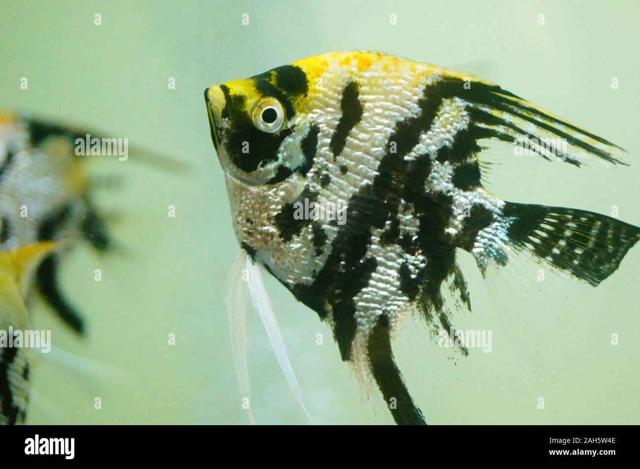 The ornamental fish swim in the aquarium pool, very lovely appearance ...