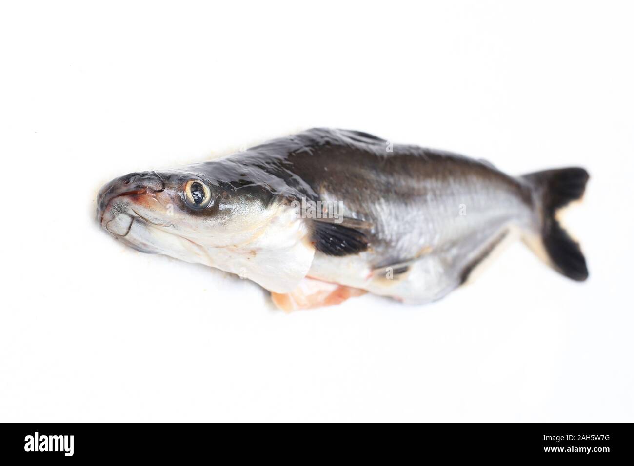 Ikan Patin or Silver Catfish or Iridescent shark fish or scientific ...