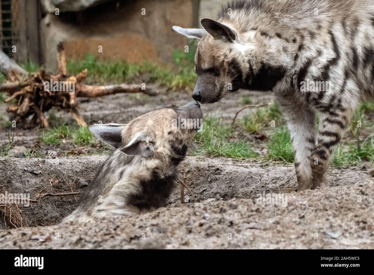 Zoo hyenas hi-res stock photography and images - Alamy