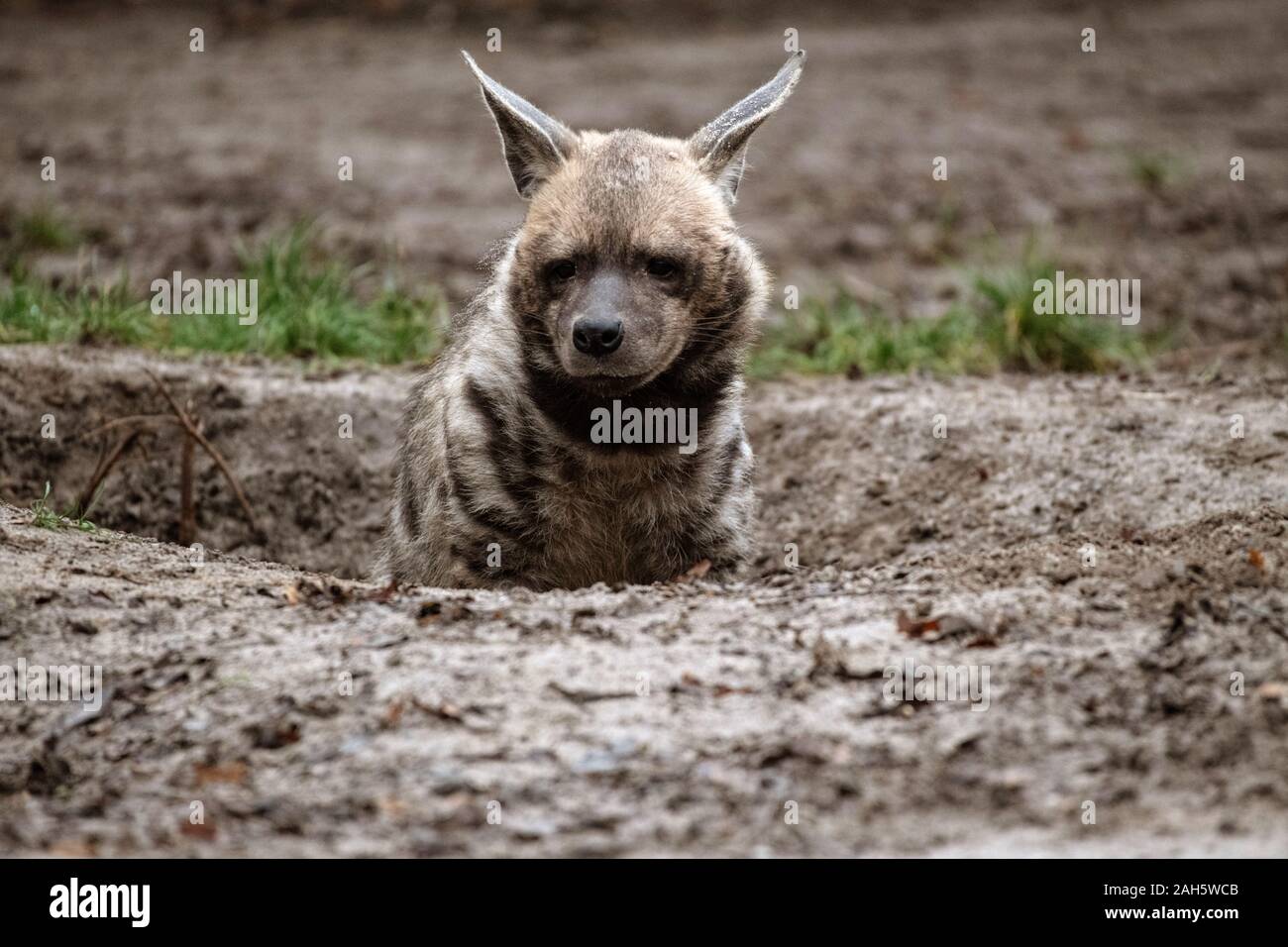 Berlin, Germany. 25th Dec, 2019. An Arabian striped hyena looks out of ...