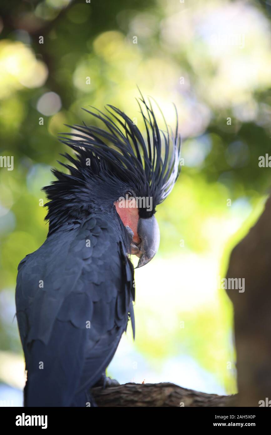 White brown cockatoo hi-res stock photography and images - Alamy