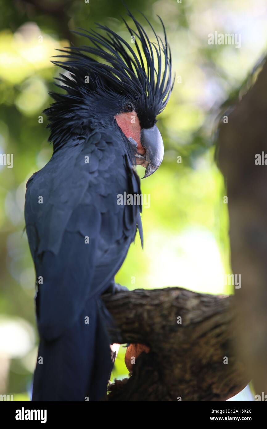 White brown cockatoo hi-res stock photography and images - Alamy