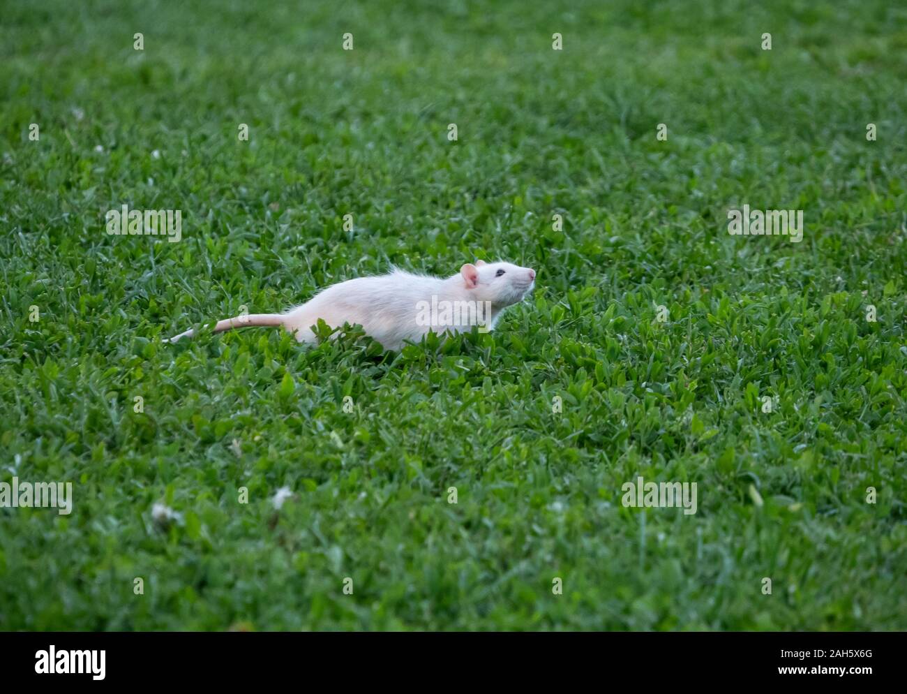 Funny white rat sitting on hi-res stock photography and images - Alamy