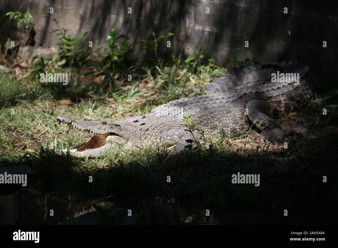 Close up of Saltwater crocodile (Crocodylus porosus Stock Photo - Alamy