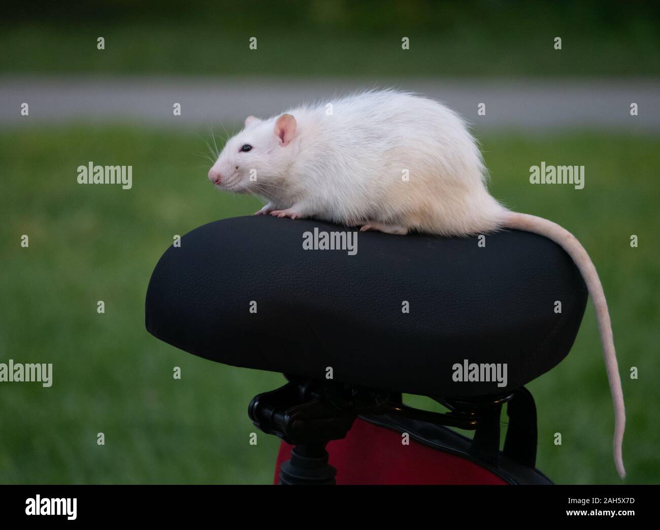 White rat sits on a bicycle seat Stock Photo - Alamy