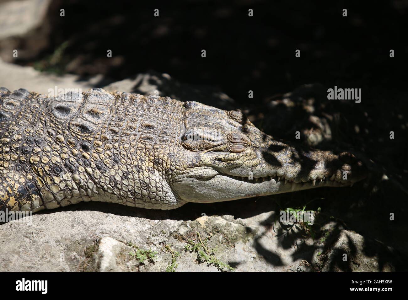 Close up of Saltwater crocodile (Crocodylus porosus Stock Photo - Alamy