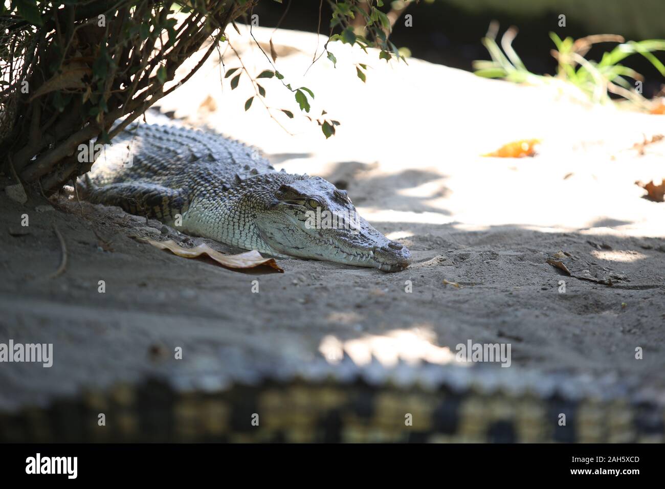 Close up of Saltwater crocodile (Crocodylus porosus Stock Photo - Alamy