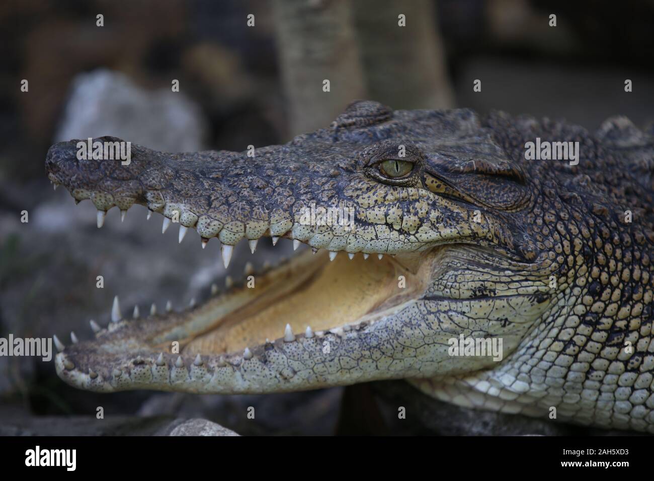 Close up of Saltwater crocodile (Crocodylus porosus Stock Photo - Alamy