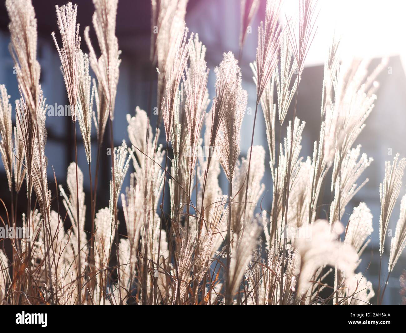 Reed in backlight of evening sun hi-res stock photography and images ...
