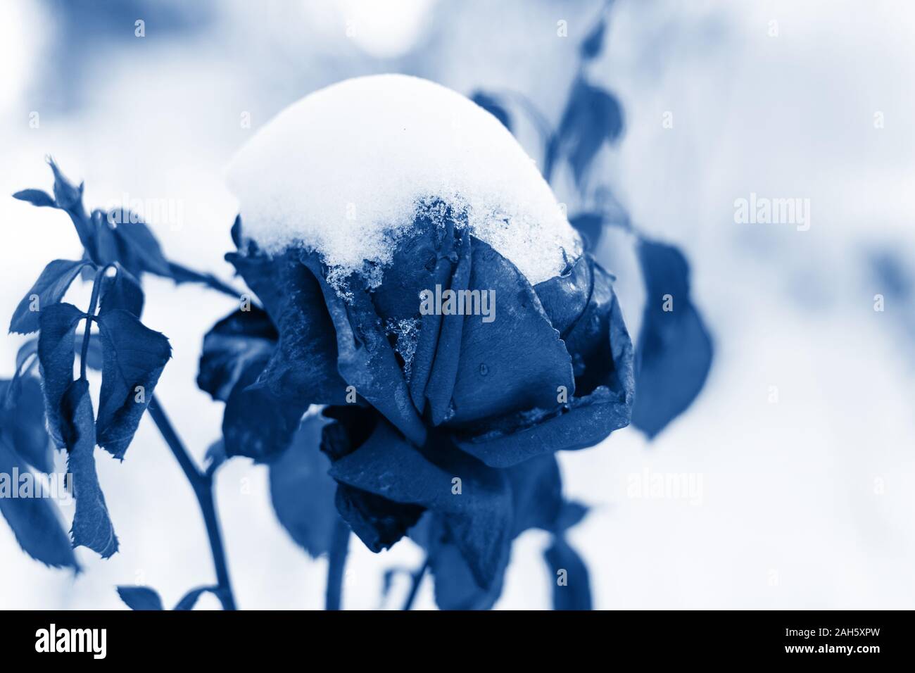 Blue Winter Rose