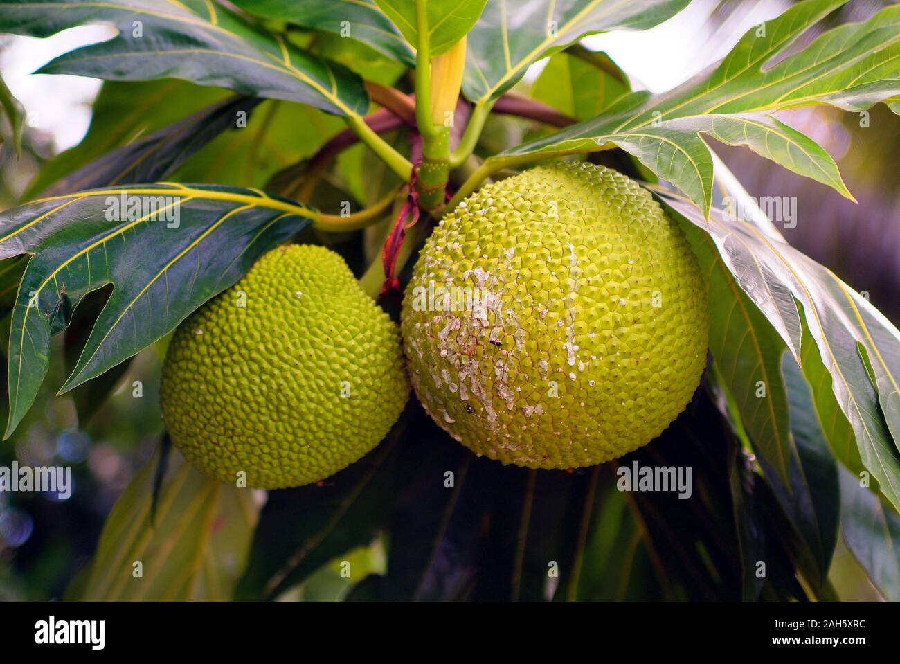 Fiji, breadfruit tree with fruits Stock Photo - Alamy