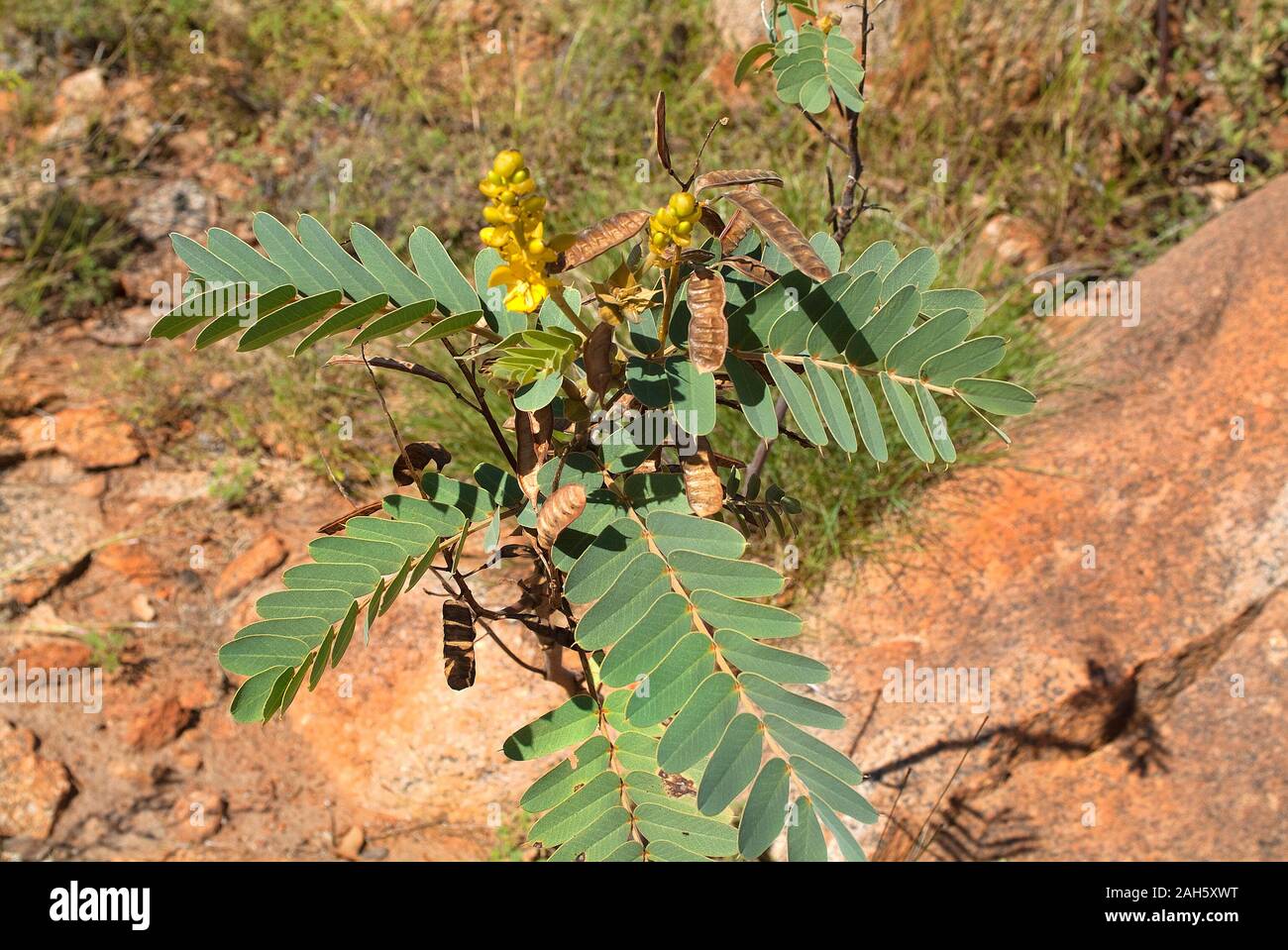 Australia, wildflower in Northern Territory outback - cassia bush Stock ...