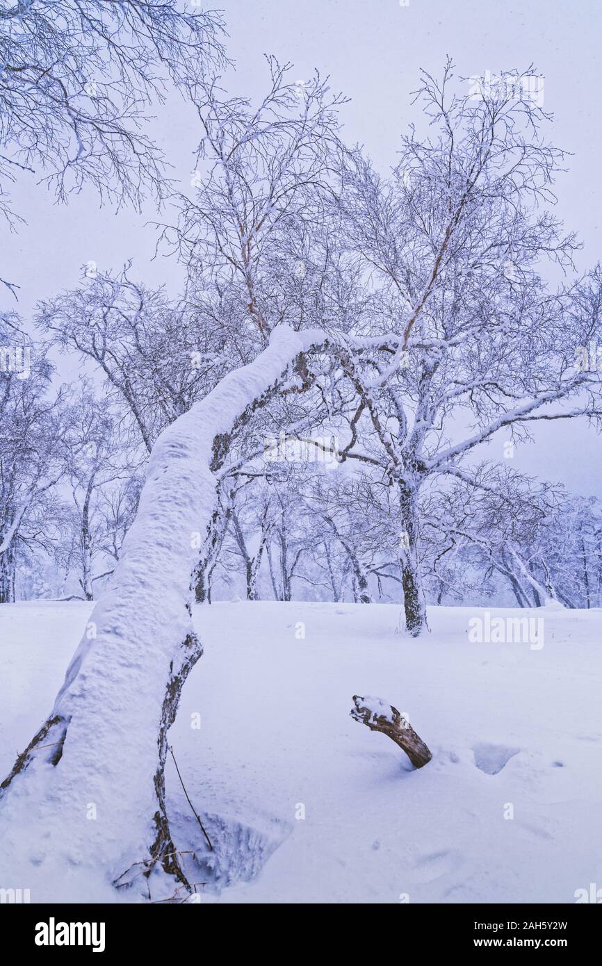 Snowscape with trees in wooded forest covered in snow and frost during ...