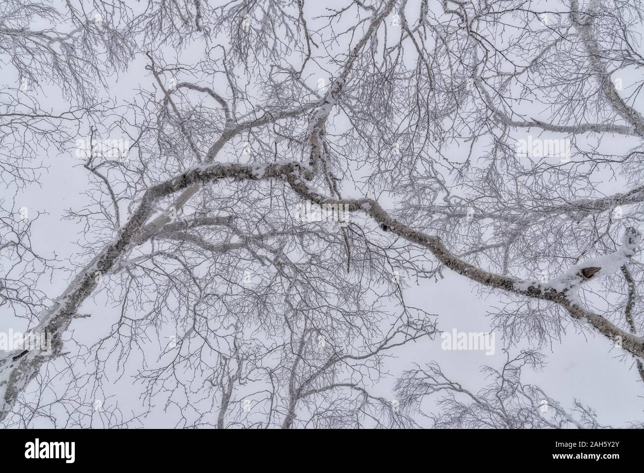 Snowscape with trees in wooded forest covered in snow and frost during ...