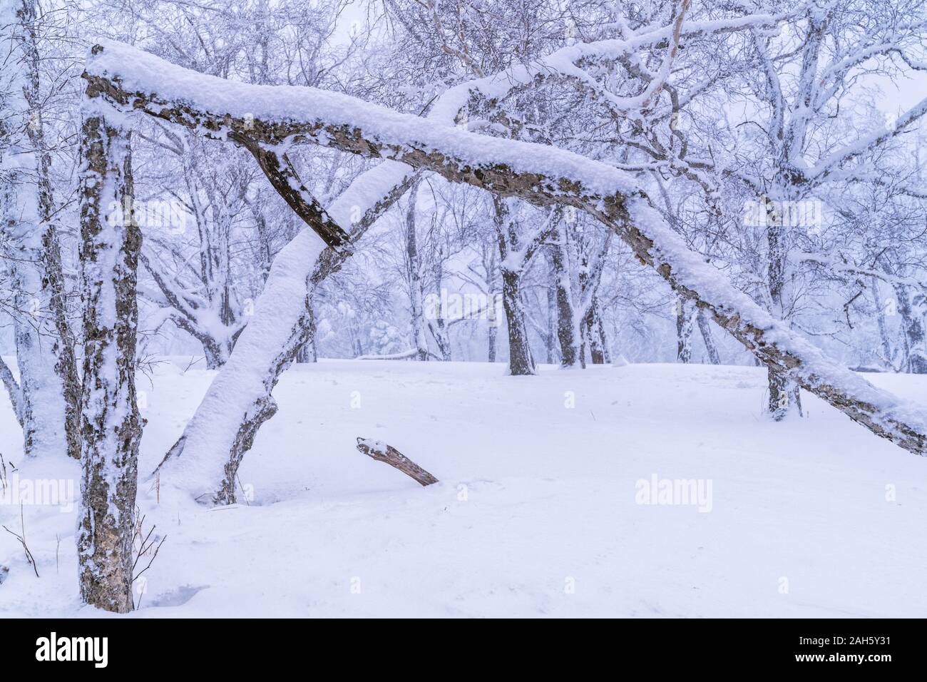 Snowscape with trees in wooded forest covered in snow and frost during ...