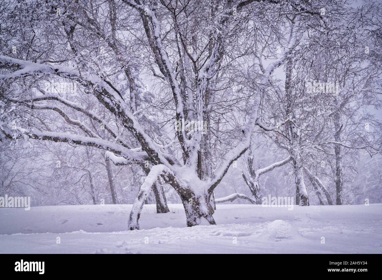 Snowscape with trees in wooded forest covered in snow and frost during ...