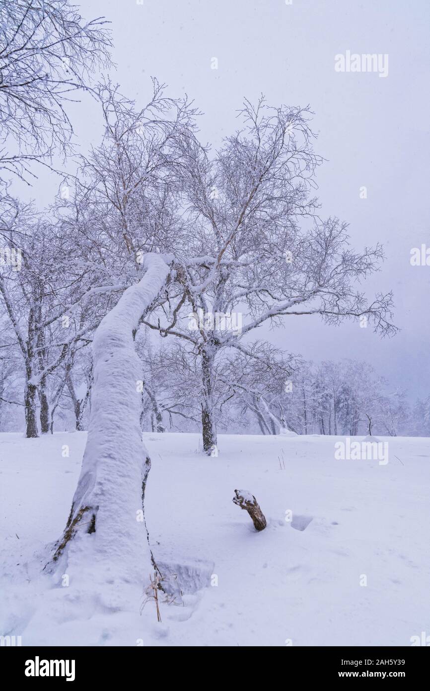 Snowscape with trees in wooded forest covered in snow and frost during ...