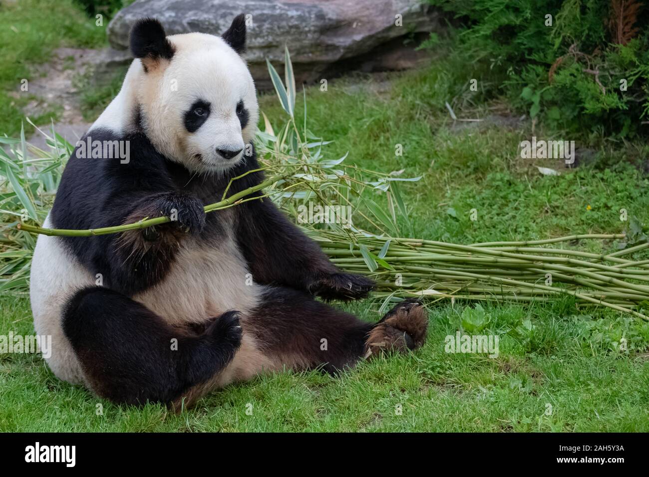 Panda sitting hi-res stock photography and images - Alamy