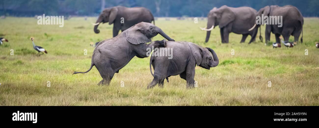 Two young elephants playing together in Africa, cute animals in the ...