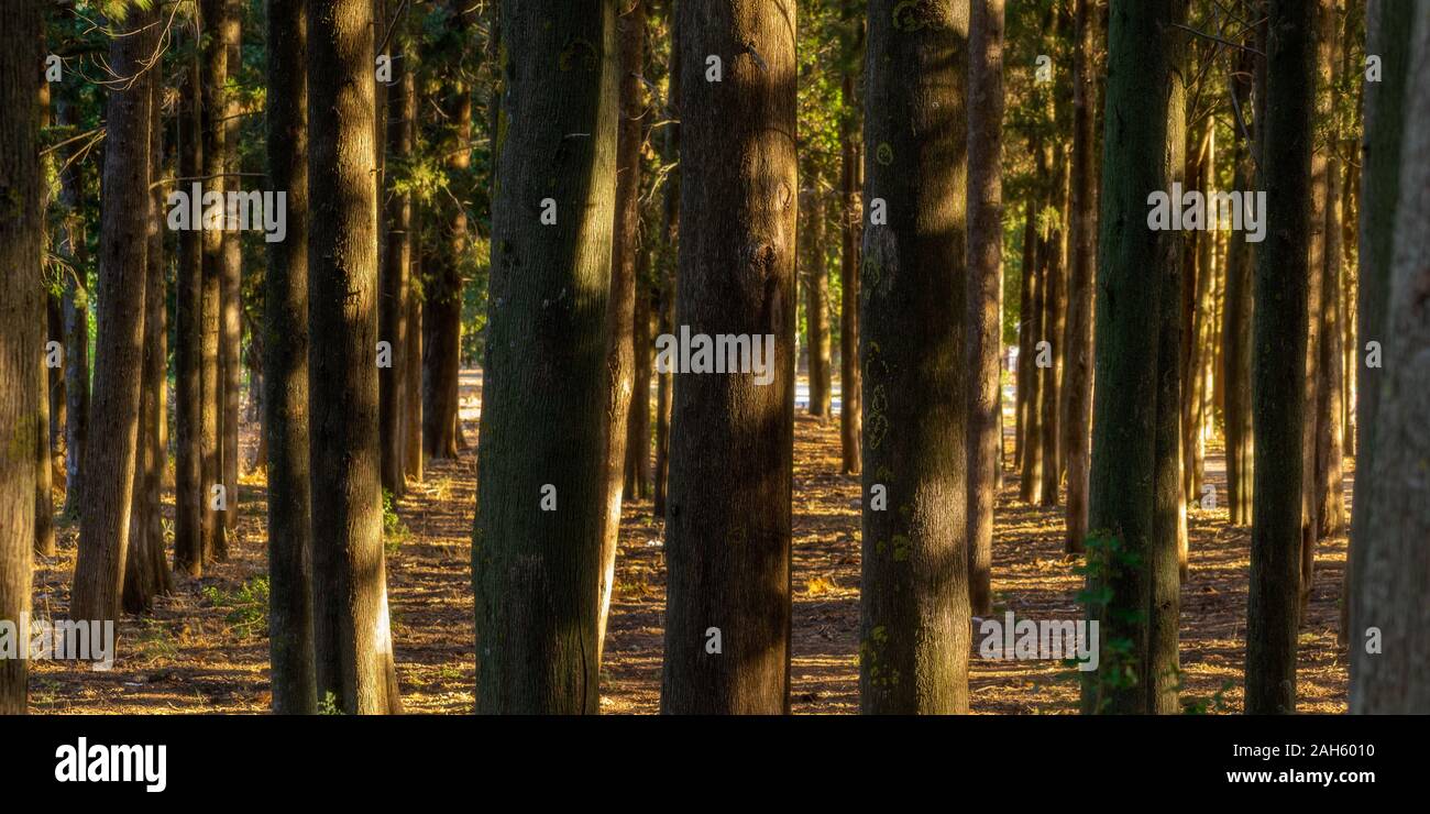Cypress forest tree trunks panorama with side sunlight Stock Photo - Alamy