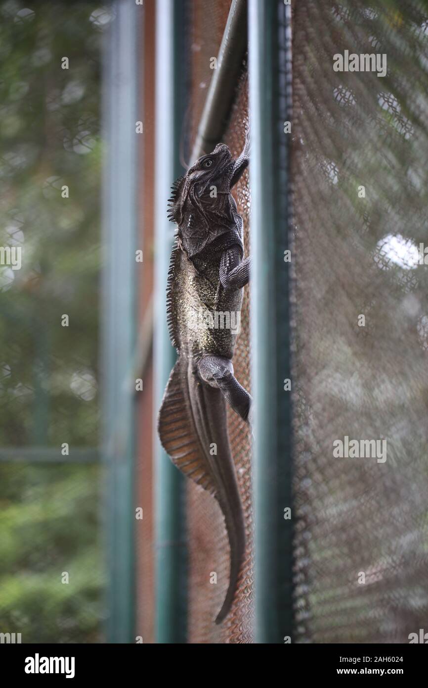 Hydrosaurus amboinensis, Indonesian Sailfin lizard is native to ...