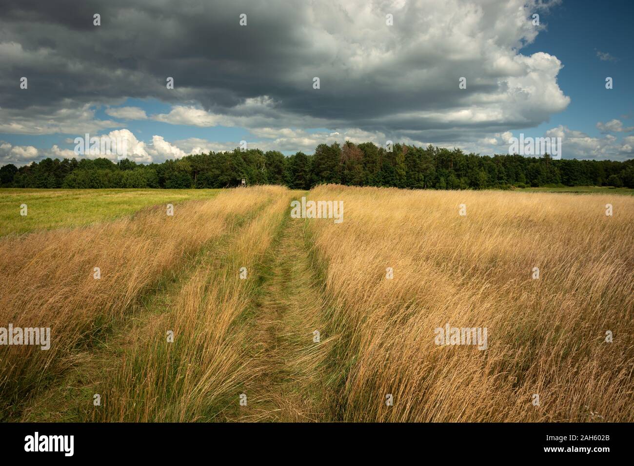 Country road through tall grass, forest and clouds on the blue sky ...