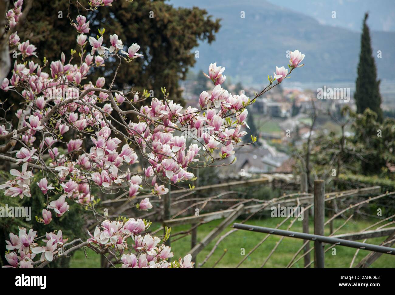 Magnolia flower italy hi-res stock photography and images - Alamy