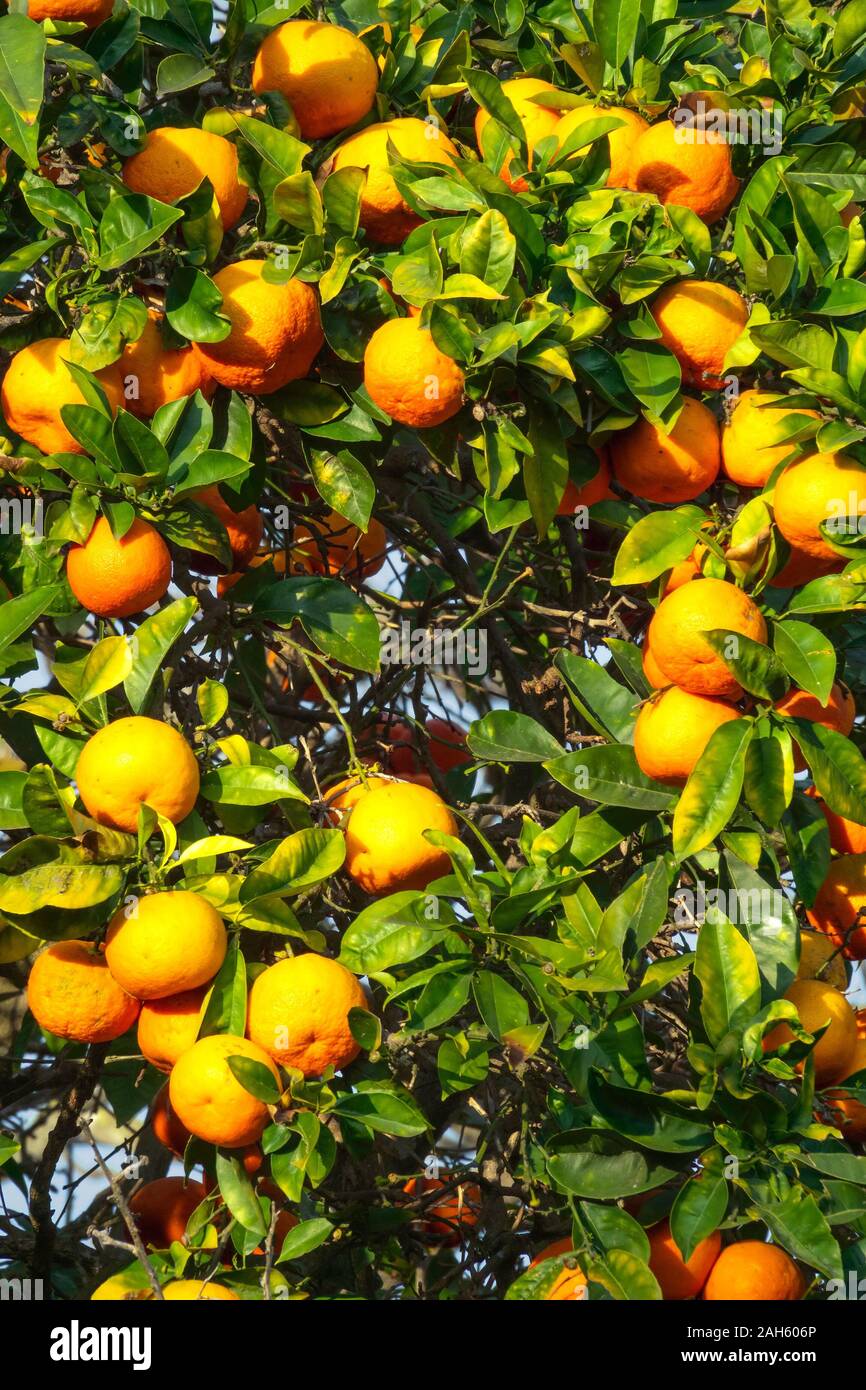fresh ripe orange on plant, orange tree Stock Photo - Alamy