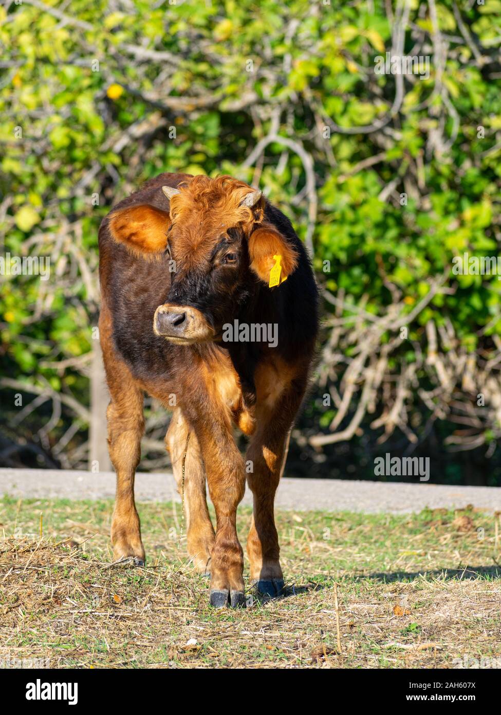 Young brown bull calf (Bos taurus Stock Photo - Alamy