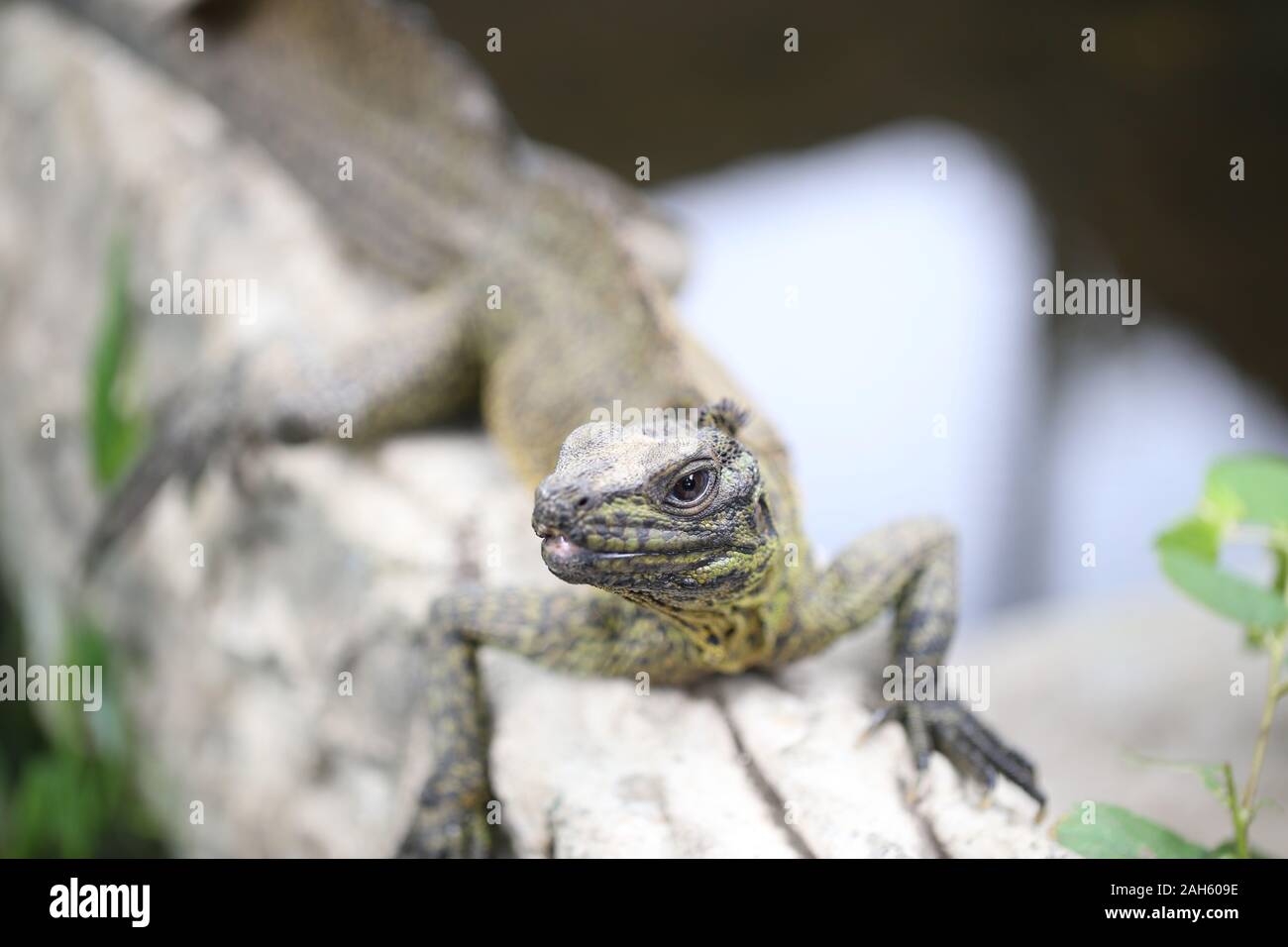 Hydrosaurus amboinensis, Indonesian Sailfin lizard is native to ...