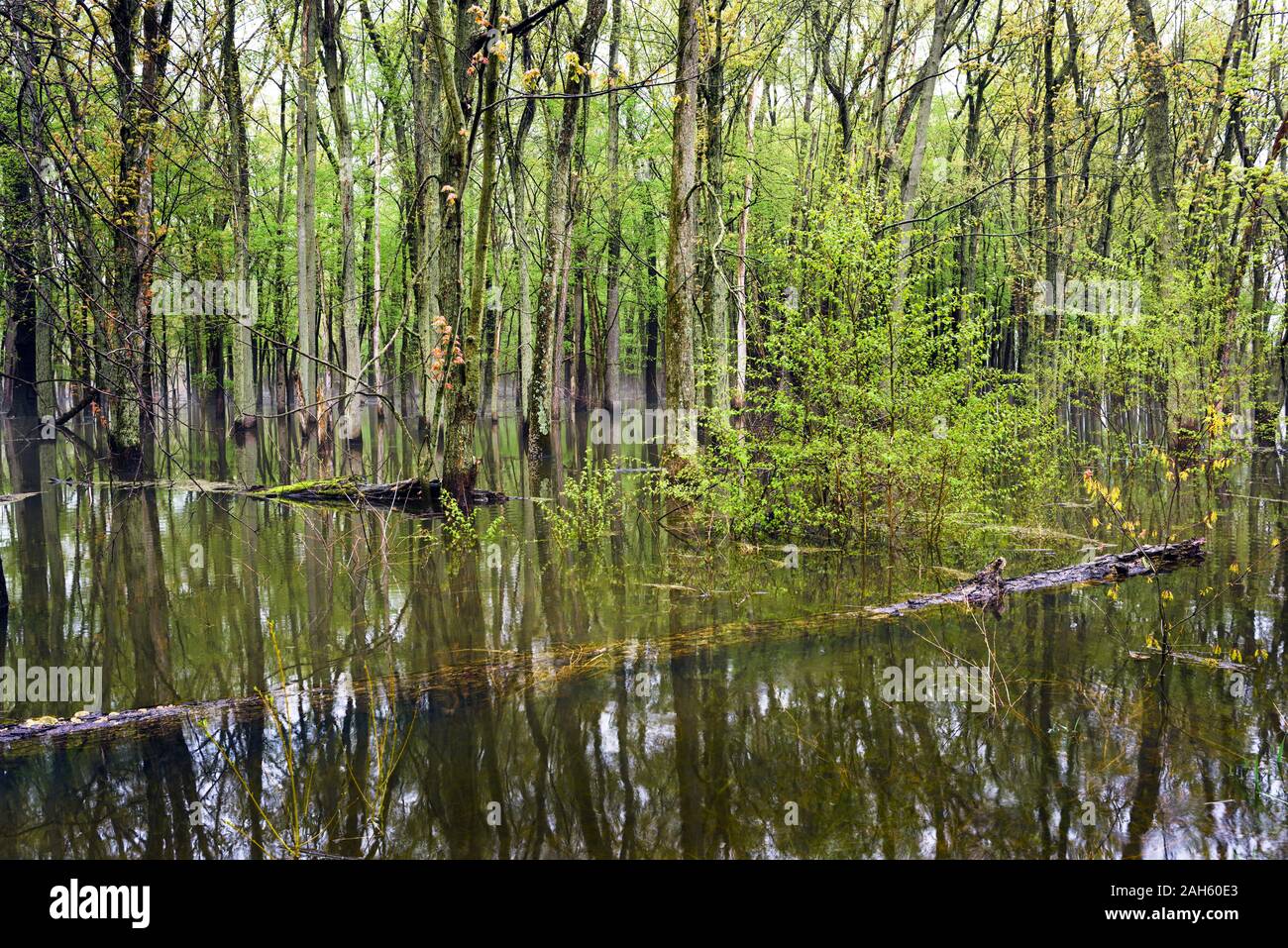Heavy spring rains give way to a flooded forest in springtime with ...