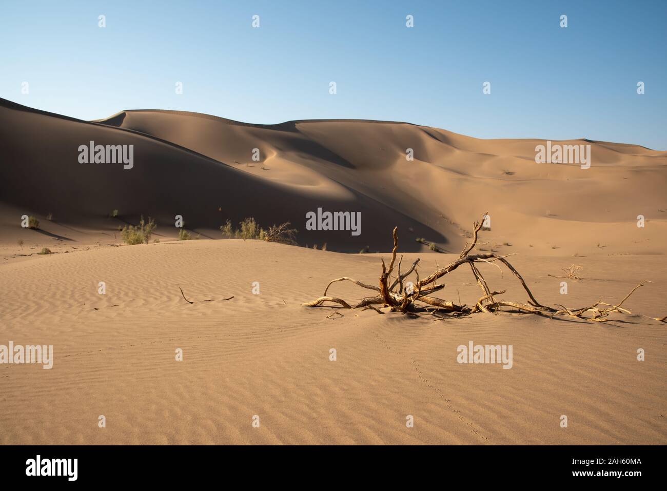 Tamarisk Desert High Resolution Stock Photography and Images - Alamy