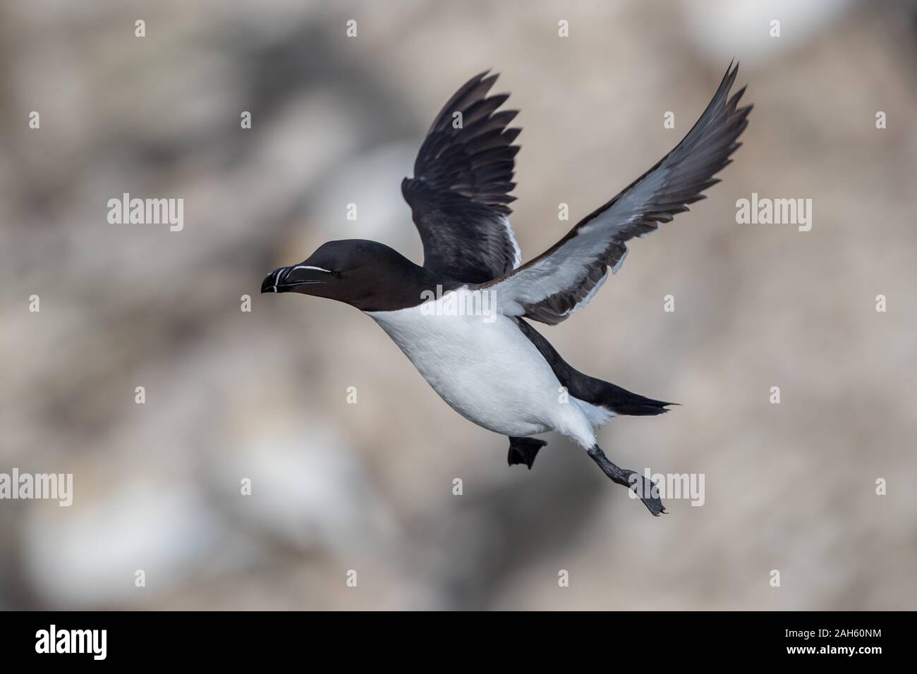Razorbill flapping hi-res stock photography and images - Alamy