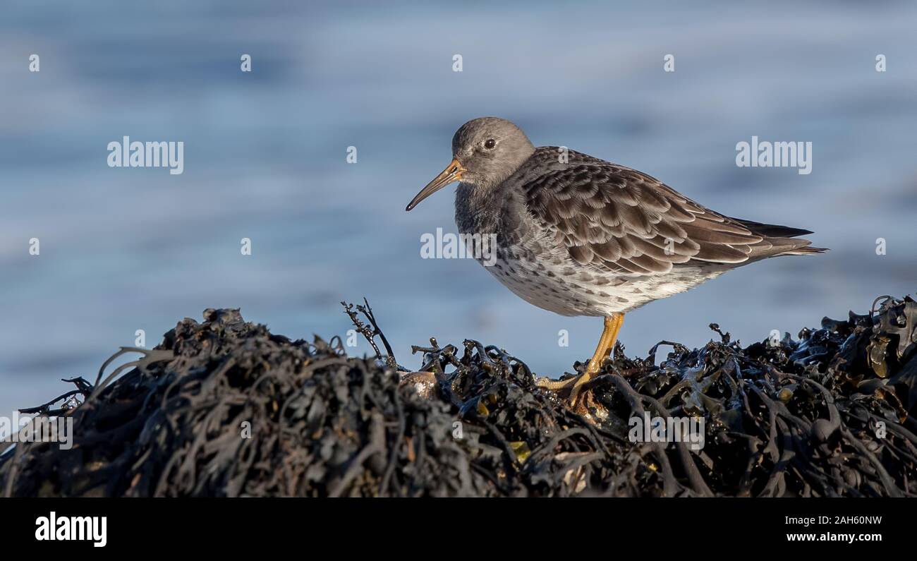 Purple Sandpiper On Rocks High Resolution Stock Photography and Images ...