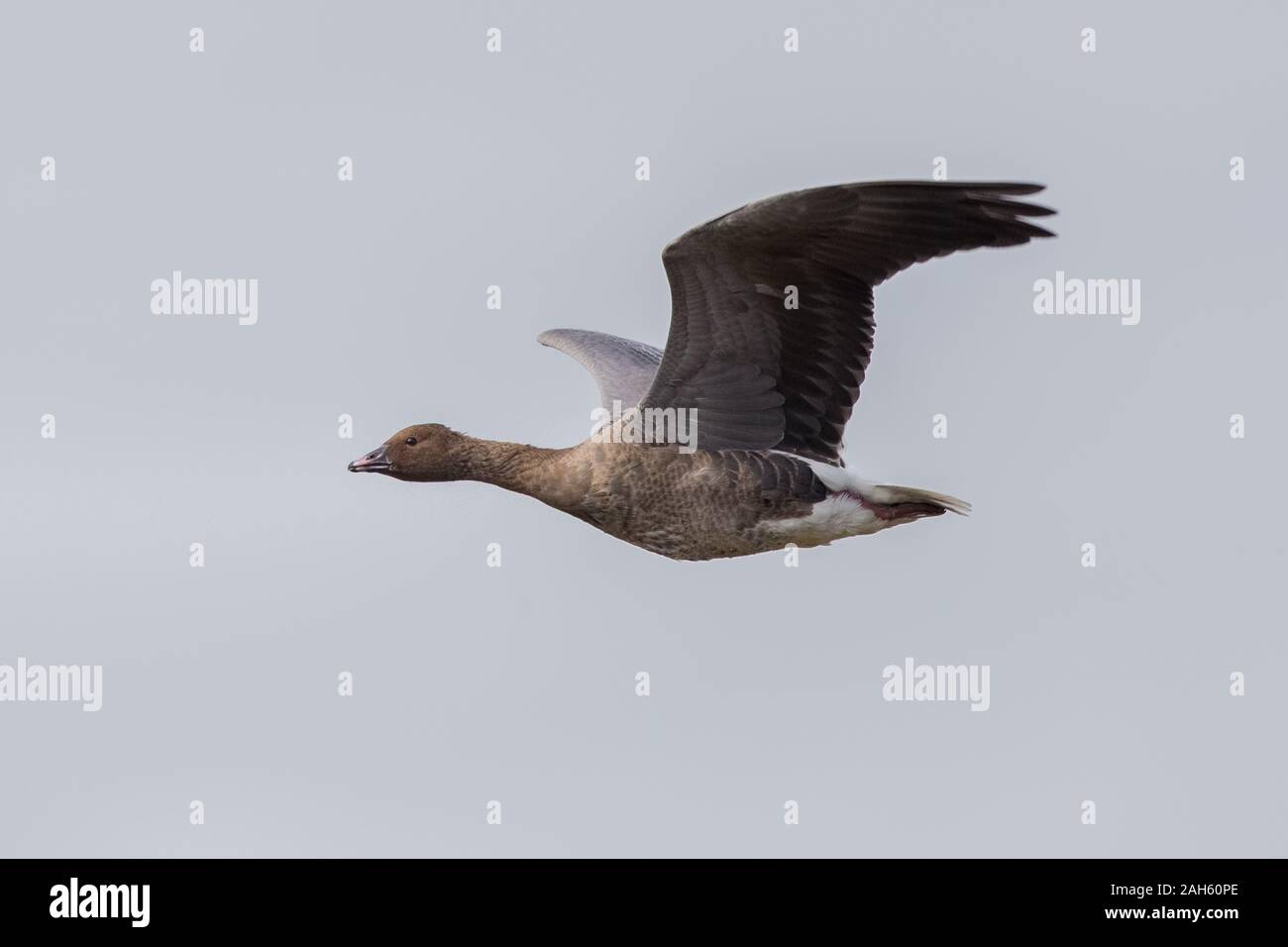 Pink Footed Goose Flying Stock Photo - Alamy