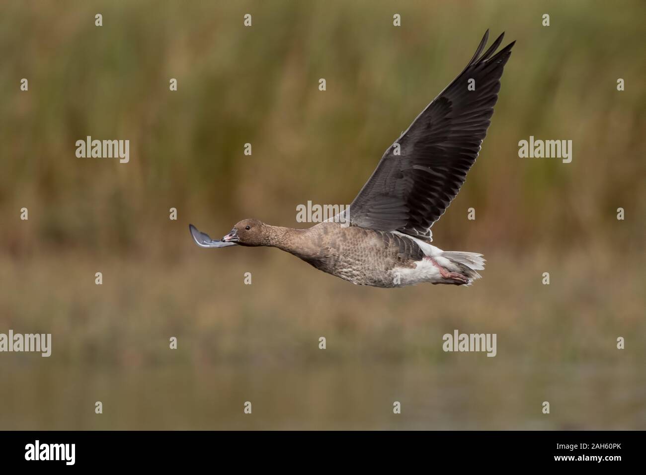 Flap footed hi-res stock photography and images - Alamy