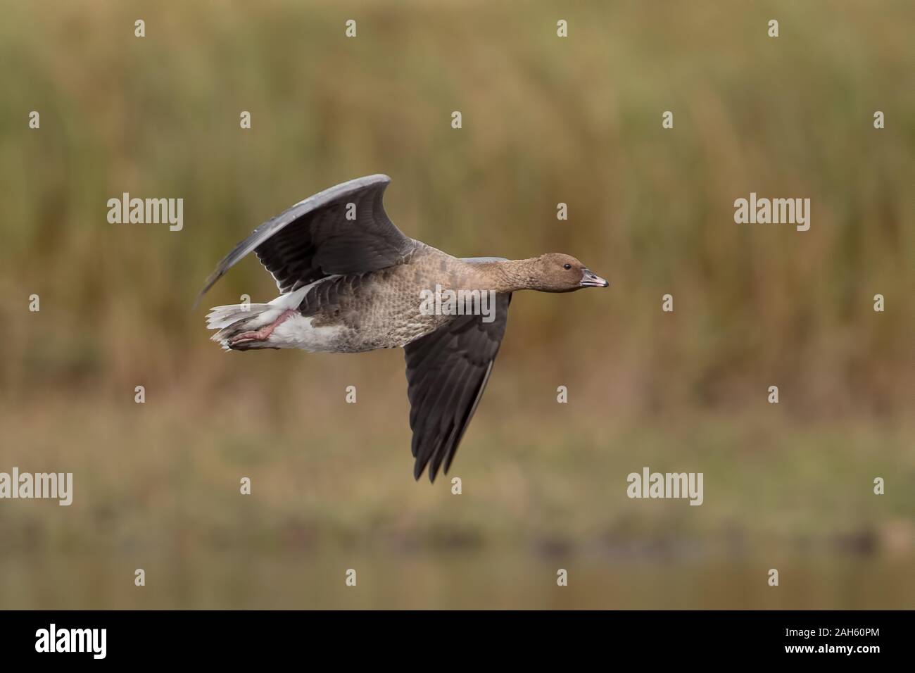 Pink Footed Goose Flying Stock Photo - Alamy