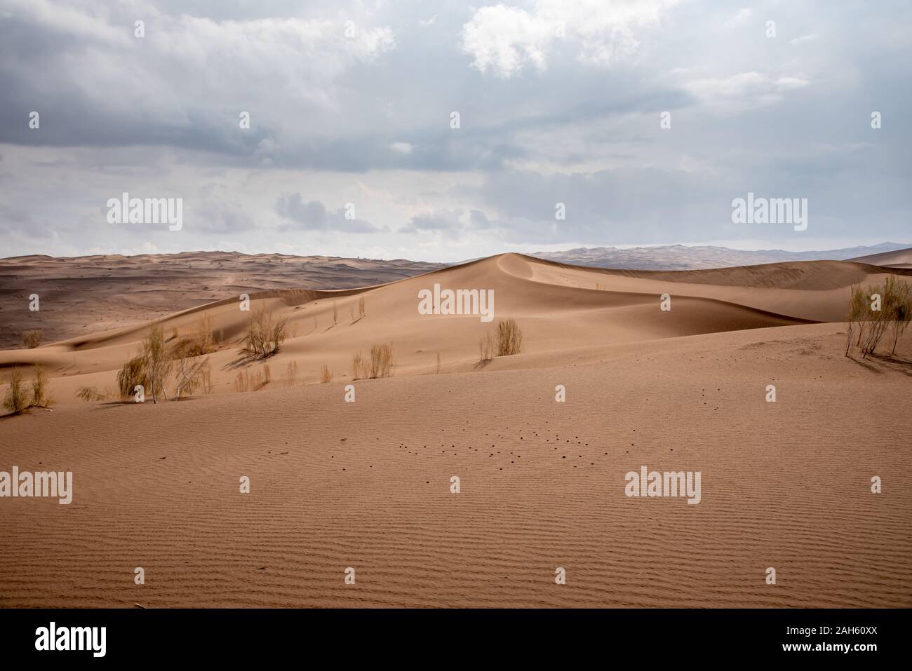 Tamarisk Tree Texture High Resolution Stock Photography and Images - Alamy
