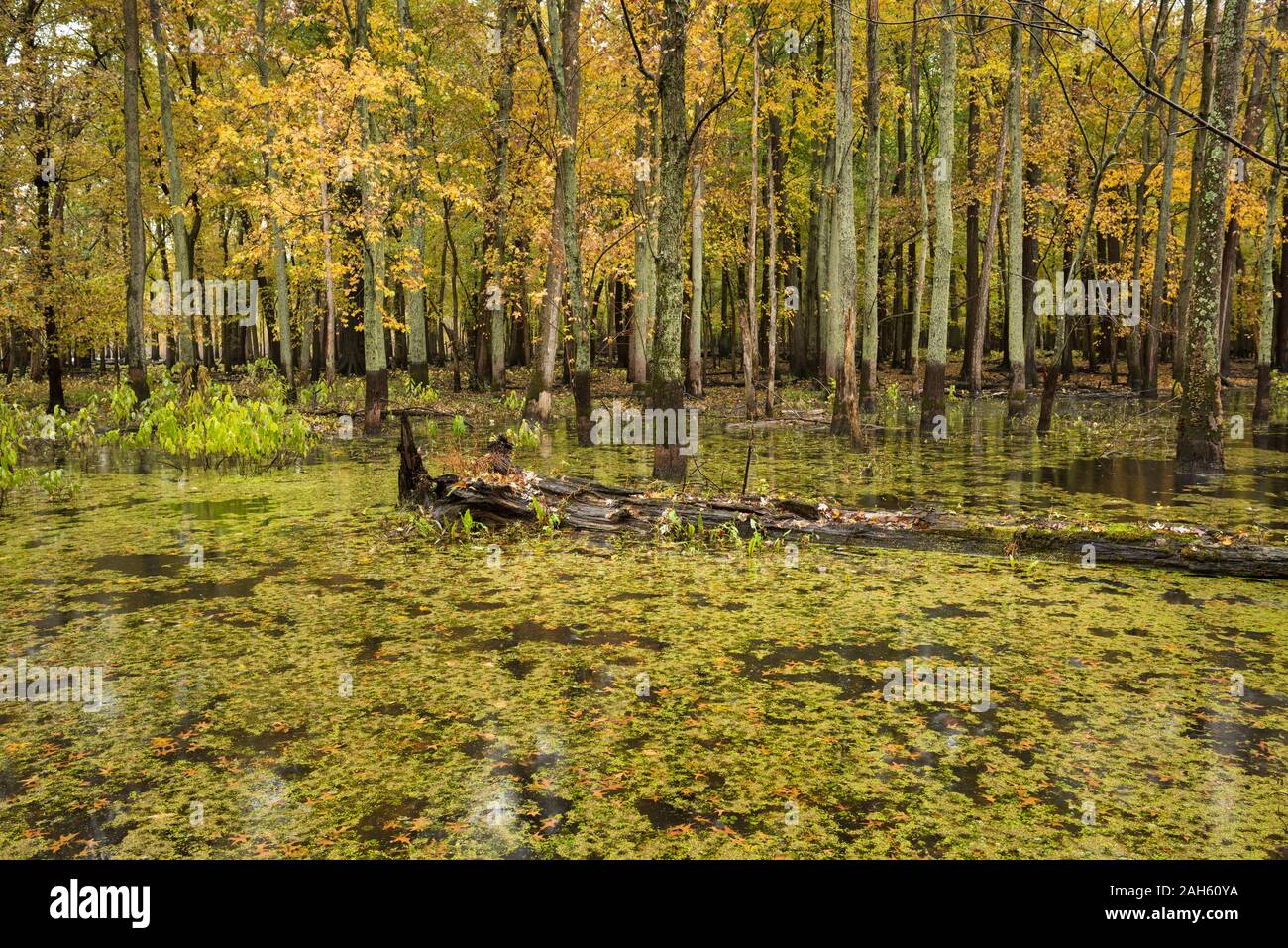 Indiana swamp hi-res stock photography and images - Alamy