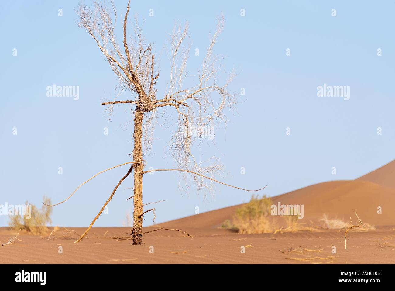 a dead tamarisk tree in the lut desert Stock Photo - Alamy
