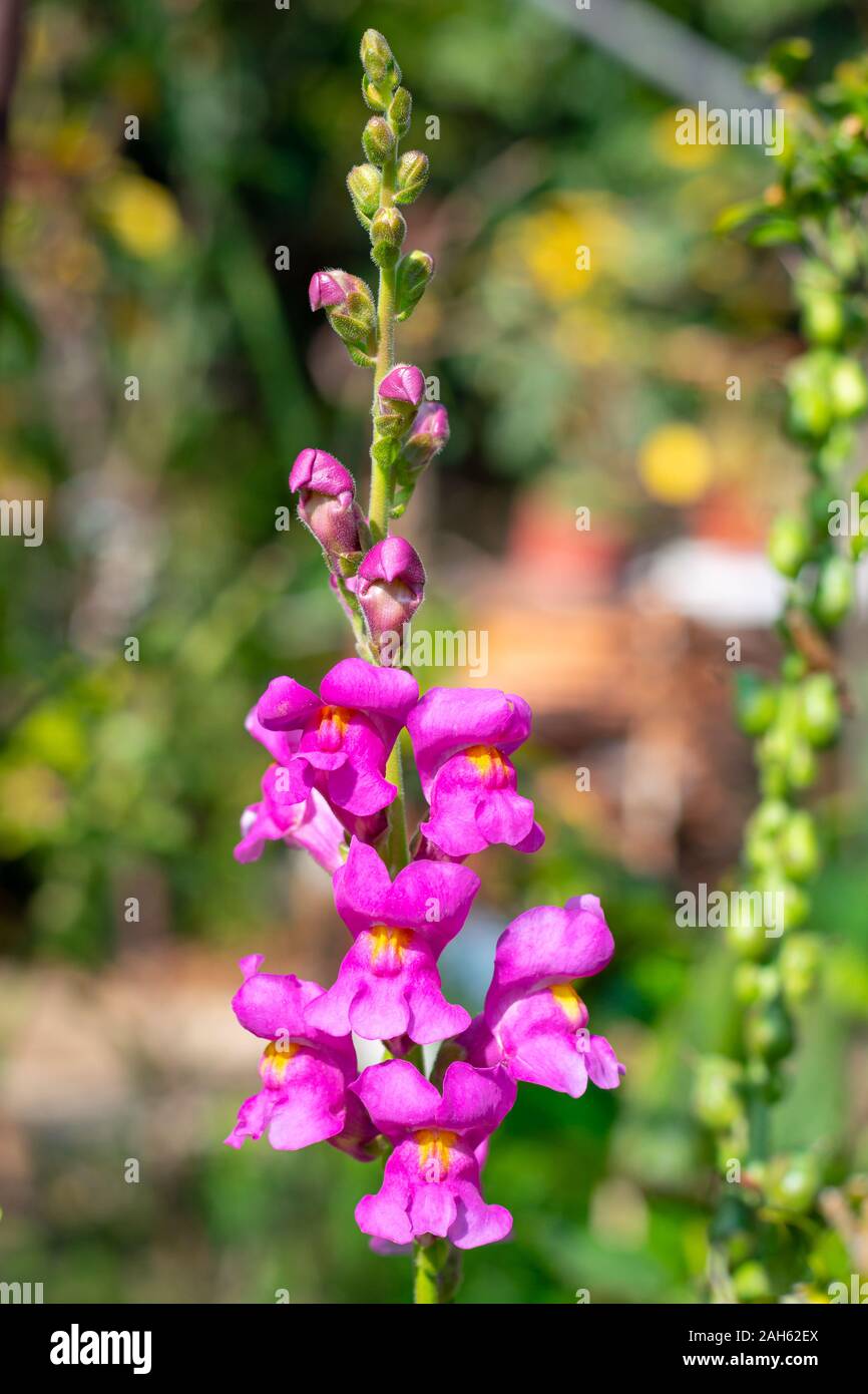 Antirrhinum majus (Snapdragon) flower with purple pink colors Stock ...