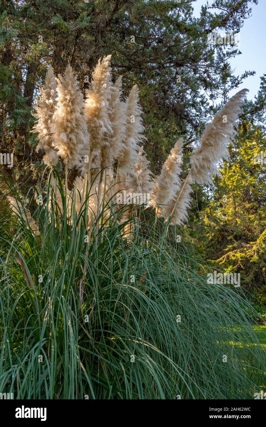 Big pampas grass hi-res stock photography and images - Alamy