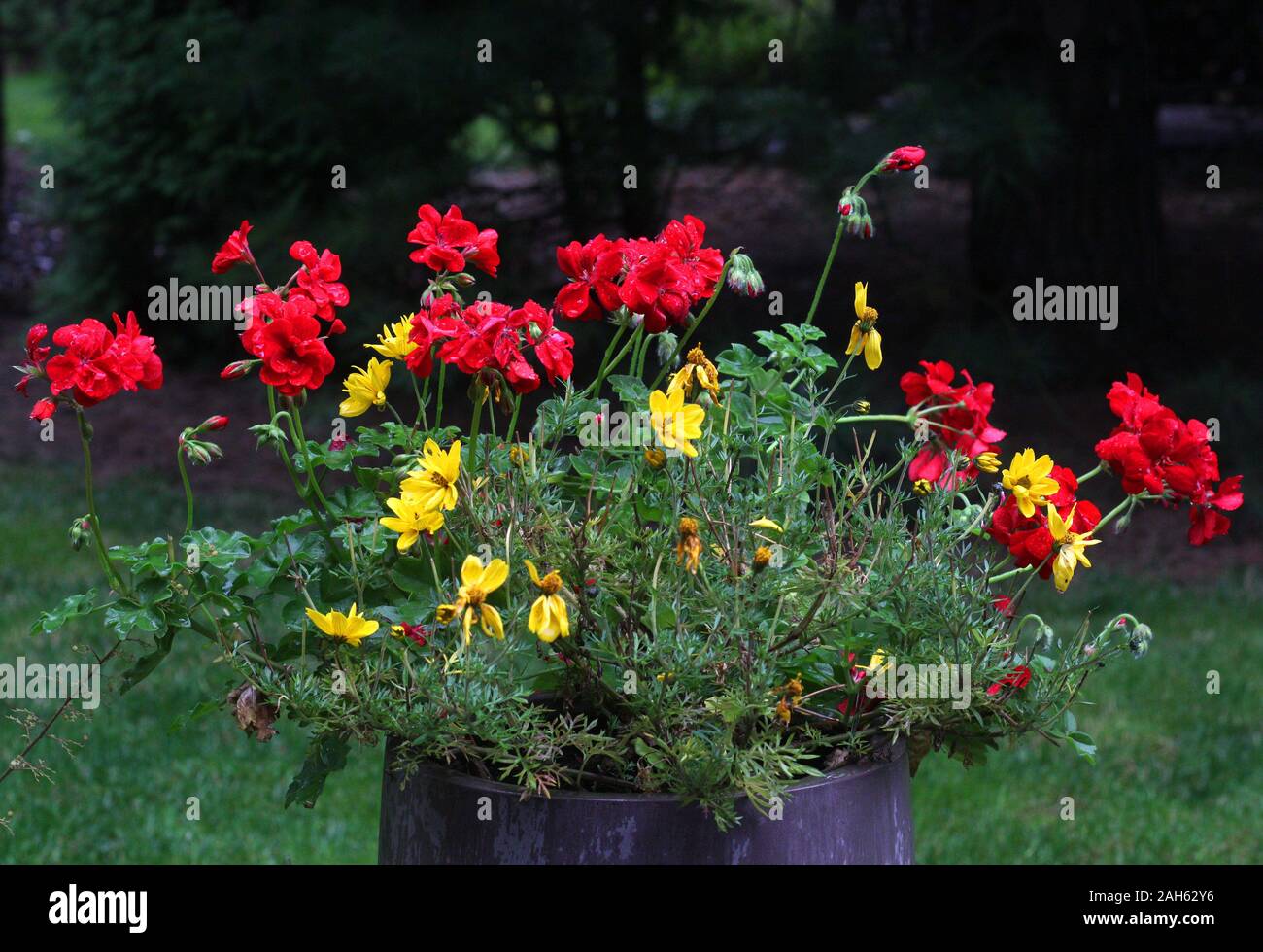 Cracow. Krakow. Poland. Flowers in the garden. Red geranium ...