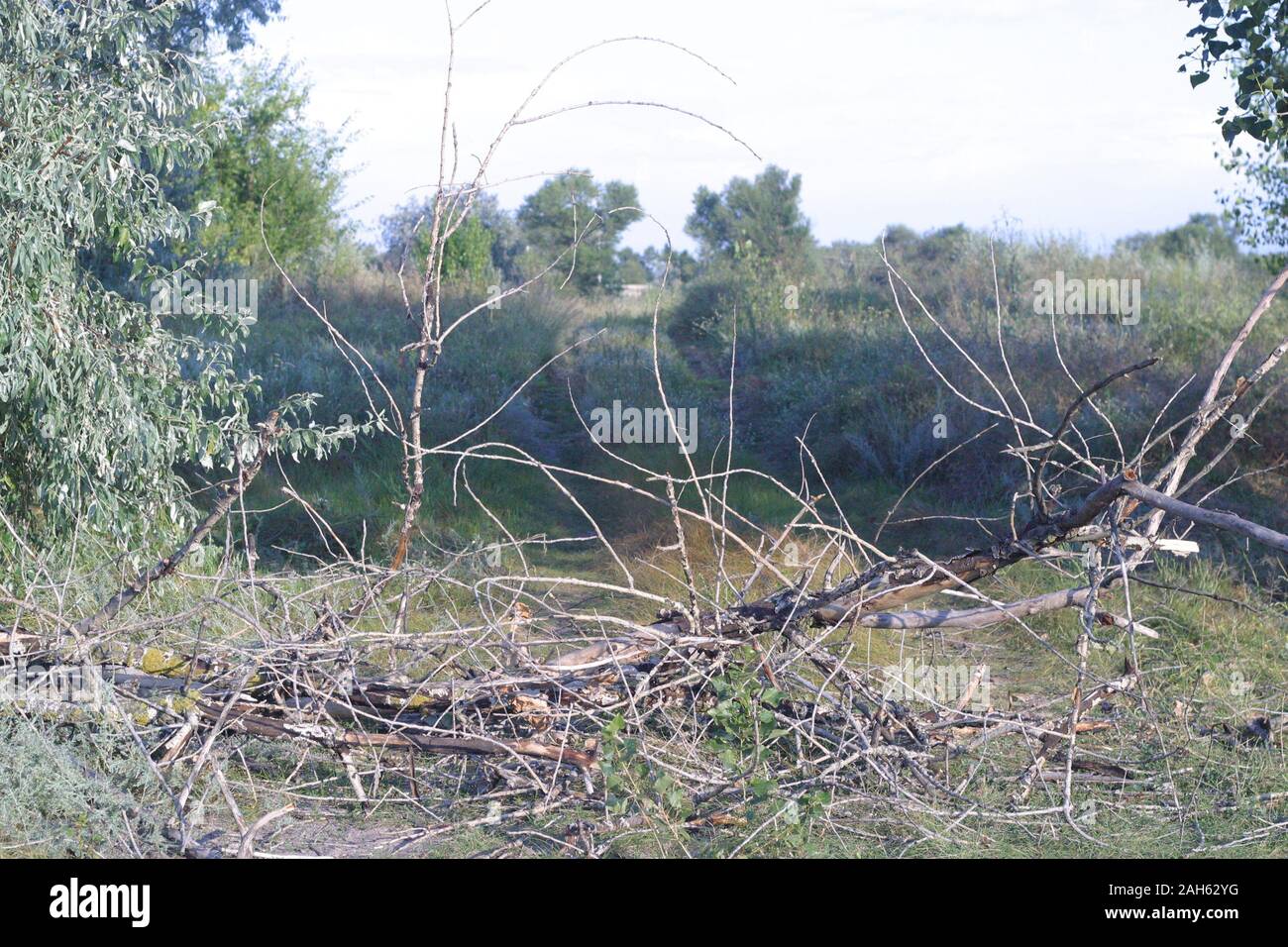 Dead forest parts hi-res stock photography and images - Alamy