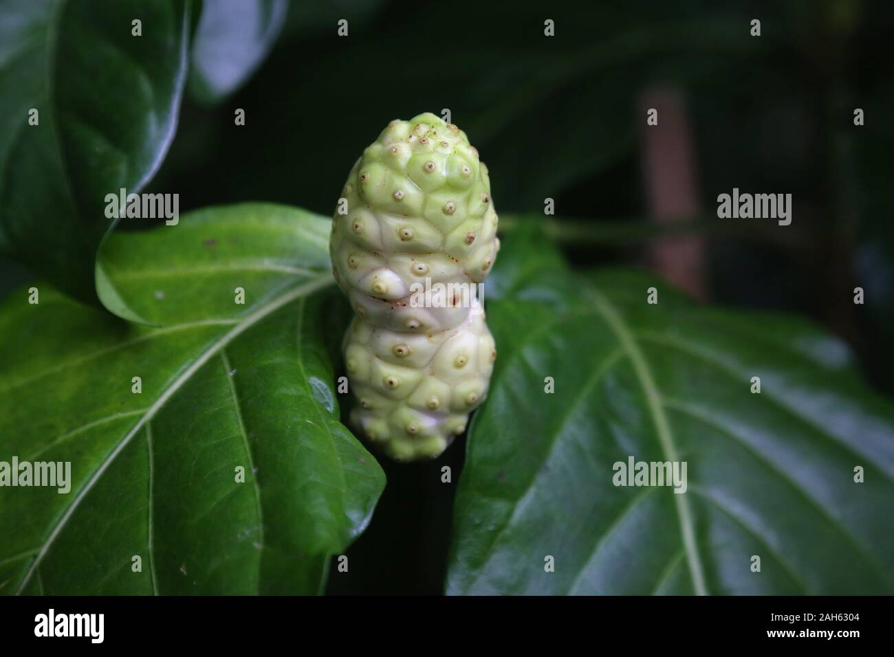 Indian mulberry hi-res stock photography and images - Alamy
